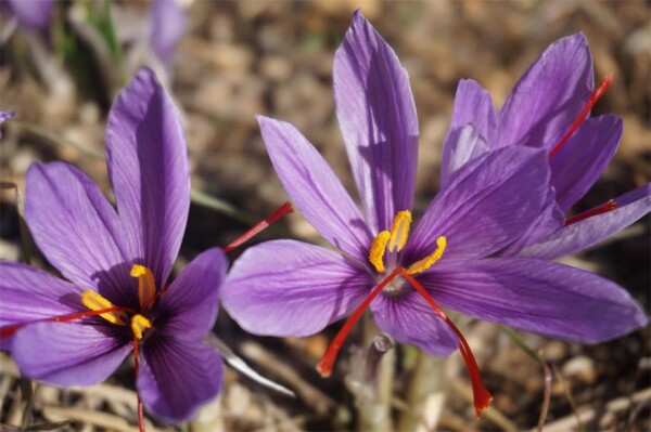Who Should Not Take Saffron? Safety Guide for High-Risk Groups